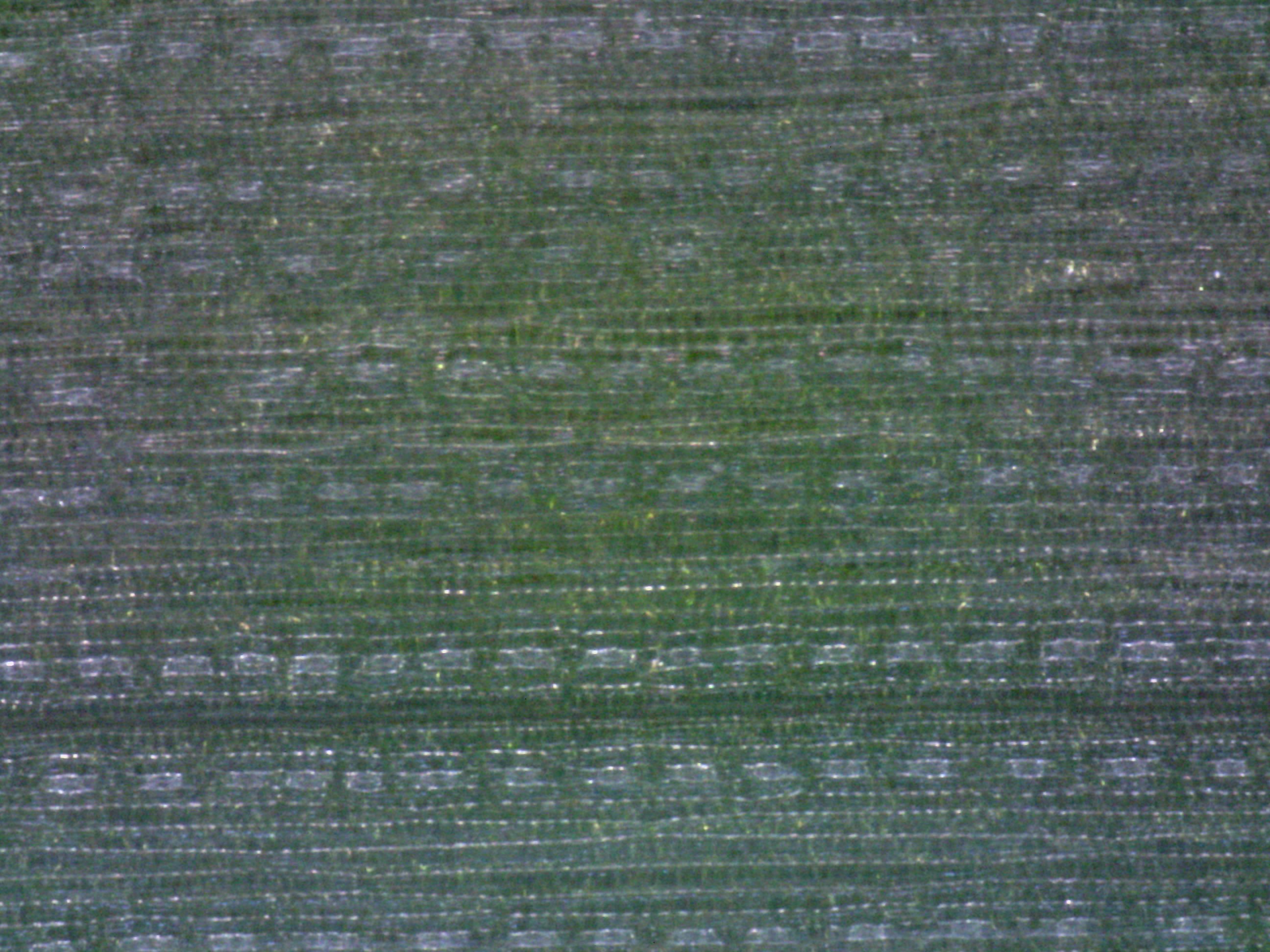 Stomata Youngleaves Object Detection Model By Stomatayoungleaves