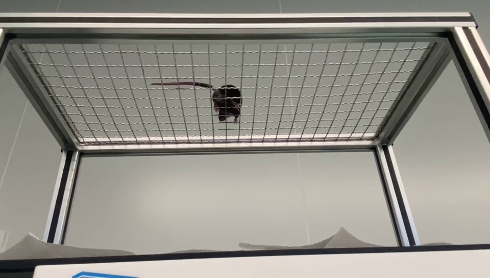 Annotation Mouses Object Detection Dataset By Kangsy