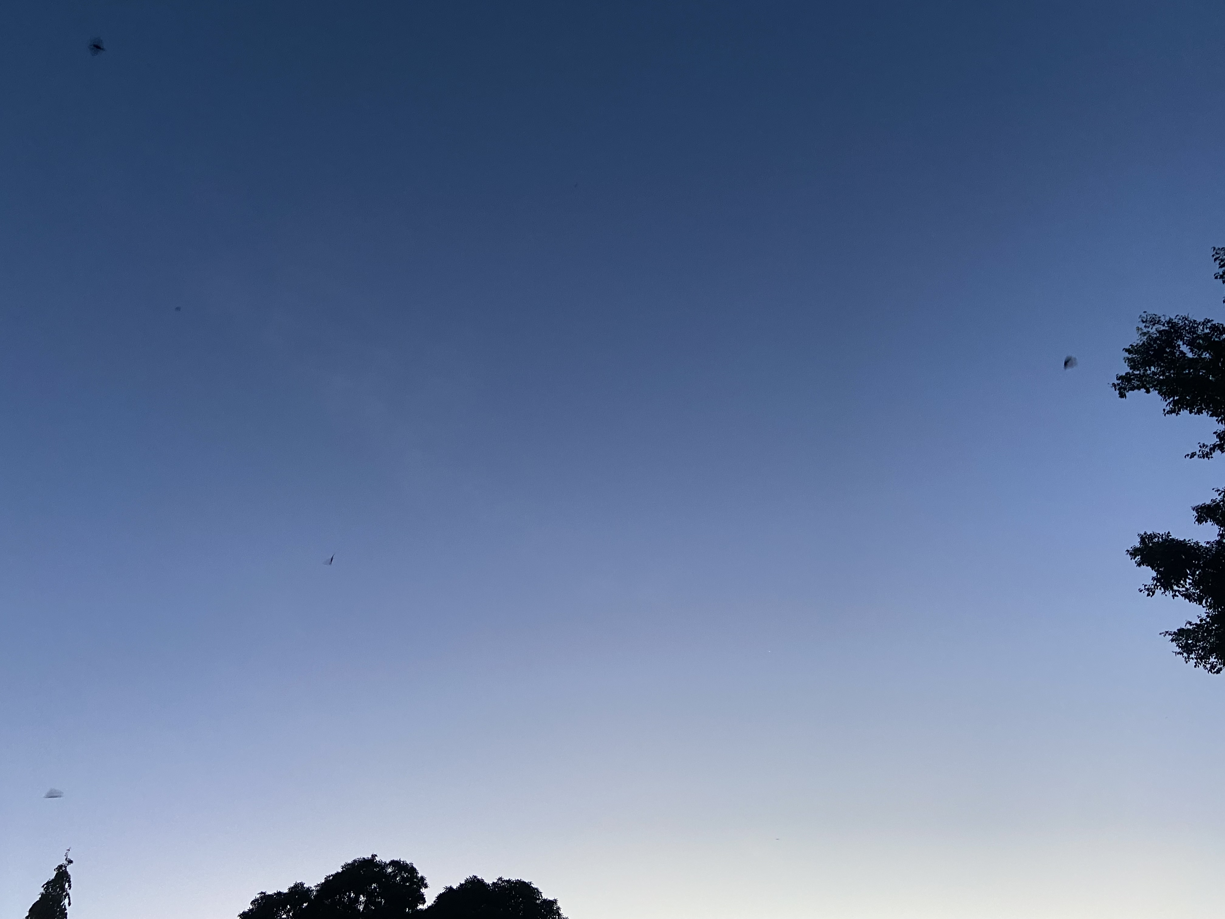 bird Object Detection Dataset by Birds