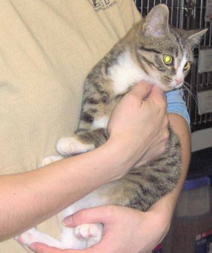 cat-dog-detection Object Detection Dataset and Pre-Trained Model by catdogobject detection