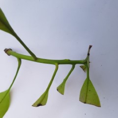 Cutting Weevil Object Detection Dataset by penyakit daun padi