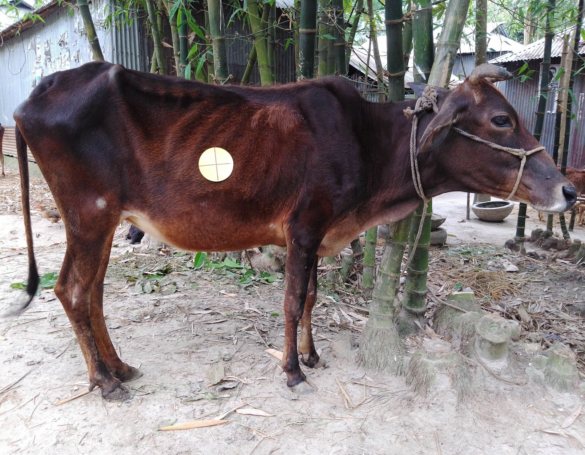 Cattle Weight Detection Instance Segmentation Dataset By Nasrullah