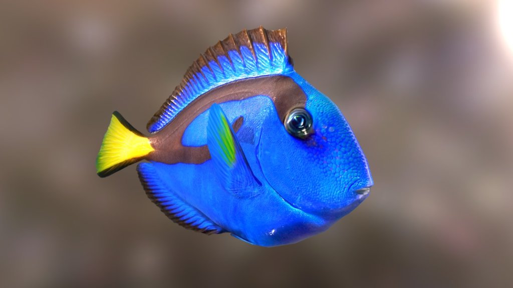 Paracanthurus hepatus Object Detection Model by university