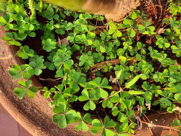 medicinal plant identification Classification Model by techspace