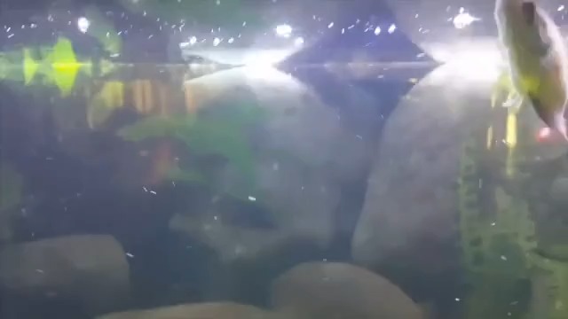 fish_detection Object Detection Dataset and Pre-Trained Model by miesyamaisara