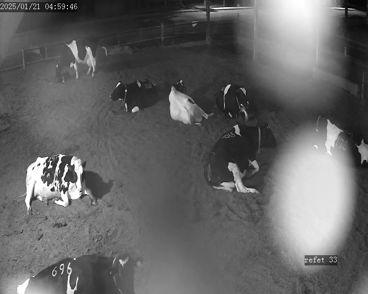 cow_detector Object Detection Model by cow