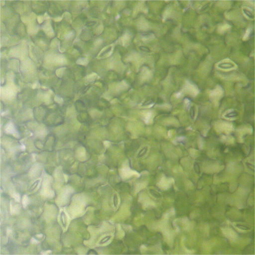 Soybean Stomata Object Detection Dataset By Soybeanstomata
