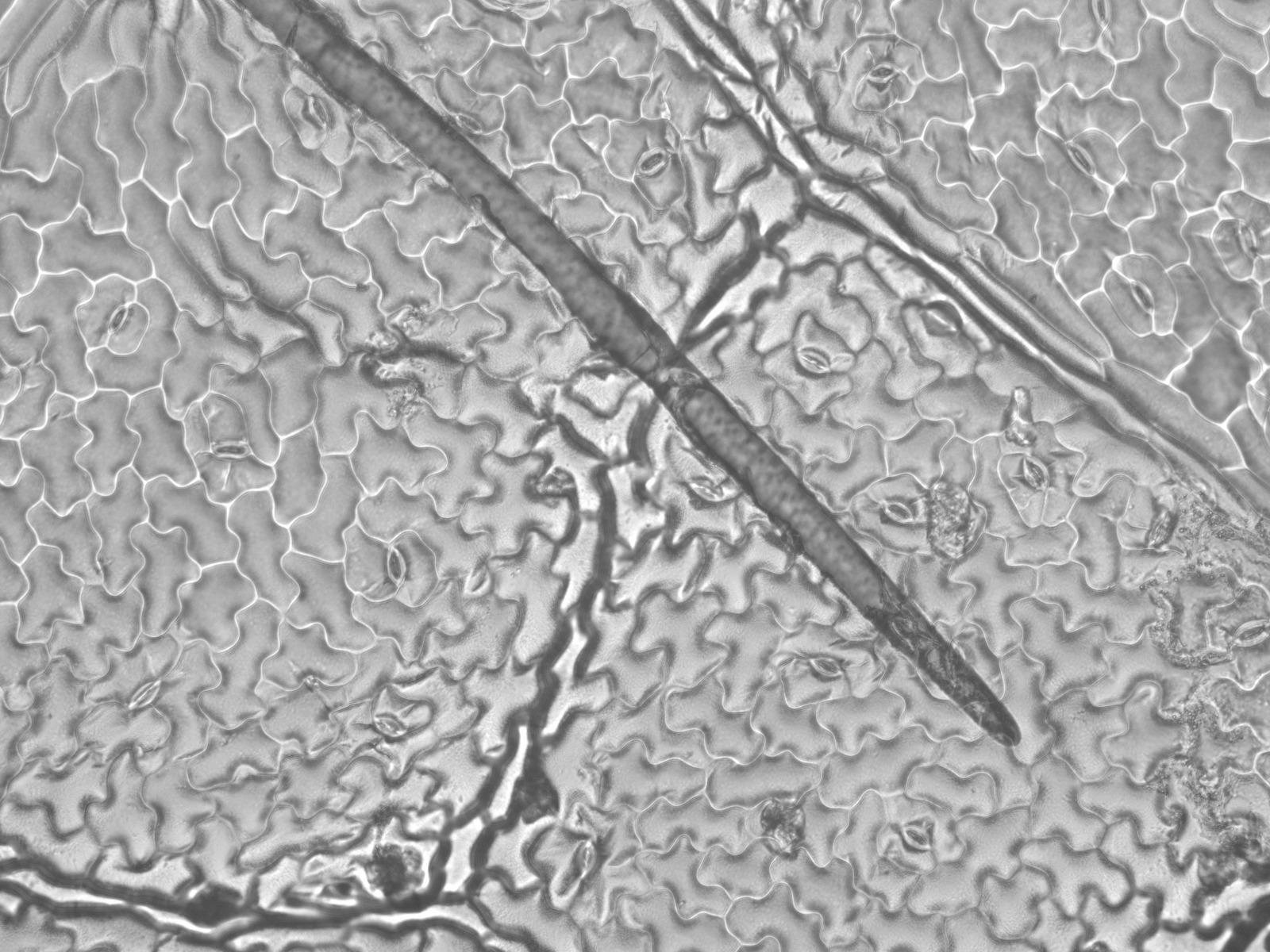 Bean Object Detection Dataset By Soybeanstomata