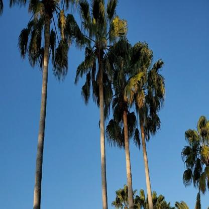 palm tree counter Object Detection Dataset and Pre-Trained Model by ...