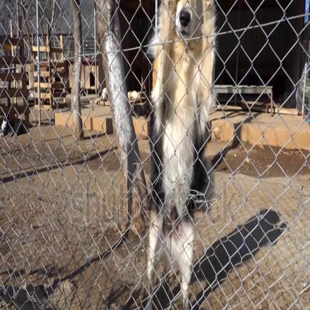 Detect And Classify 2 Single Label Classification Classification Dataset And Pre Trained Model