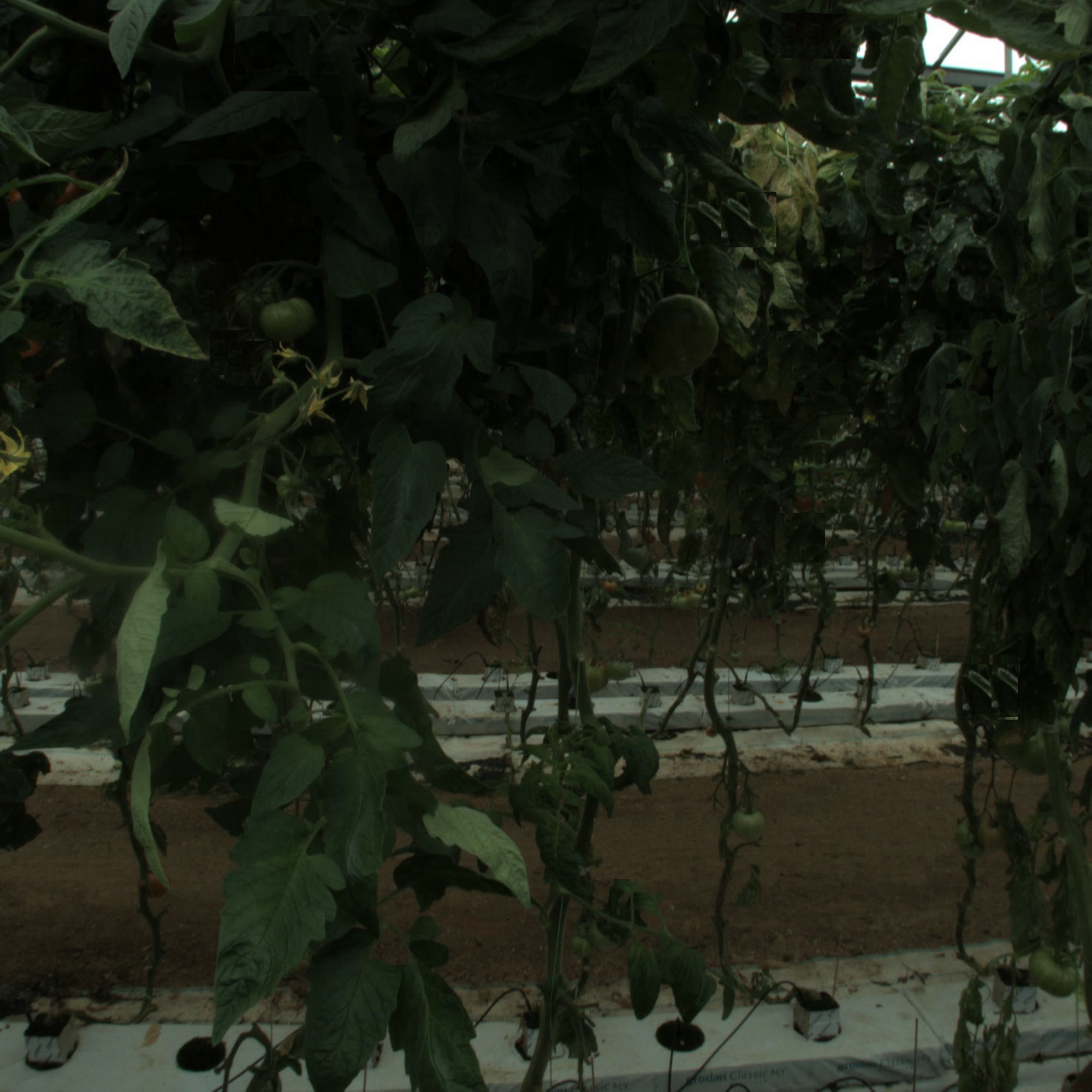 Tomato Dataset2 Object Detection Dataset By Upload