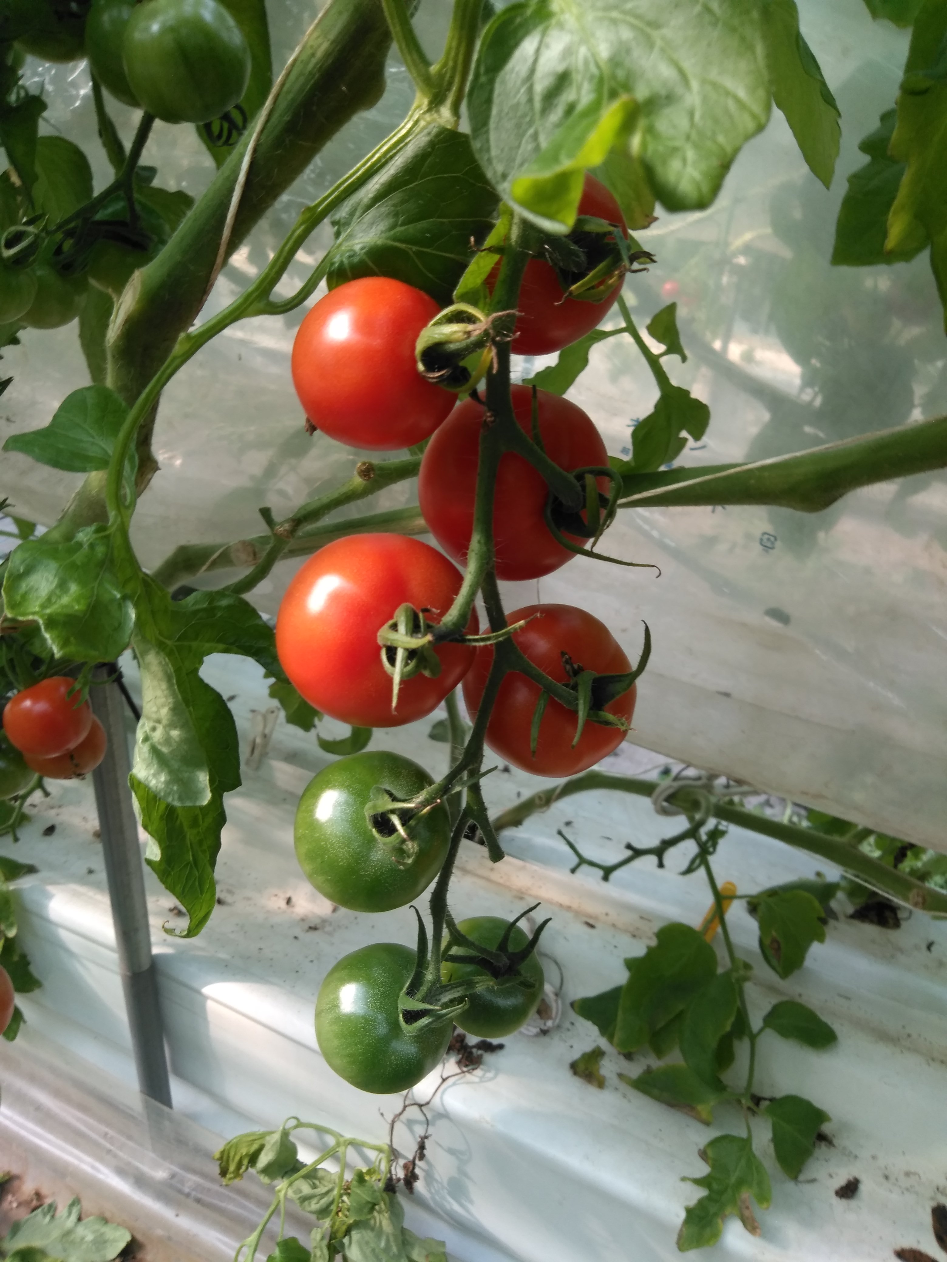 Laboro Tomato Object Detection Dataset And Pre Trained Model By Upload