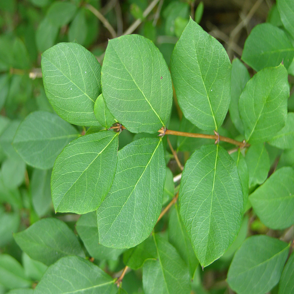 LeafSegmentation Instance Segmentation Dataset by ABs disk