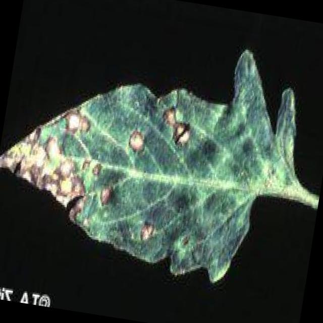 Leaf disease seg Semantic Segmentation Dataset by ABs disk