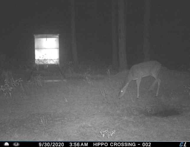 trail-camera-lyra Object Detection Dataset by roboflow 20 VL