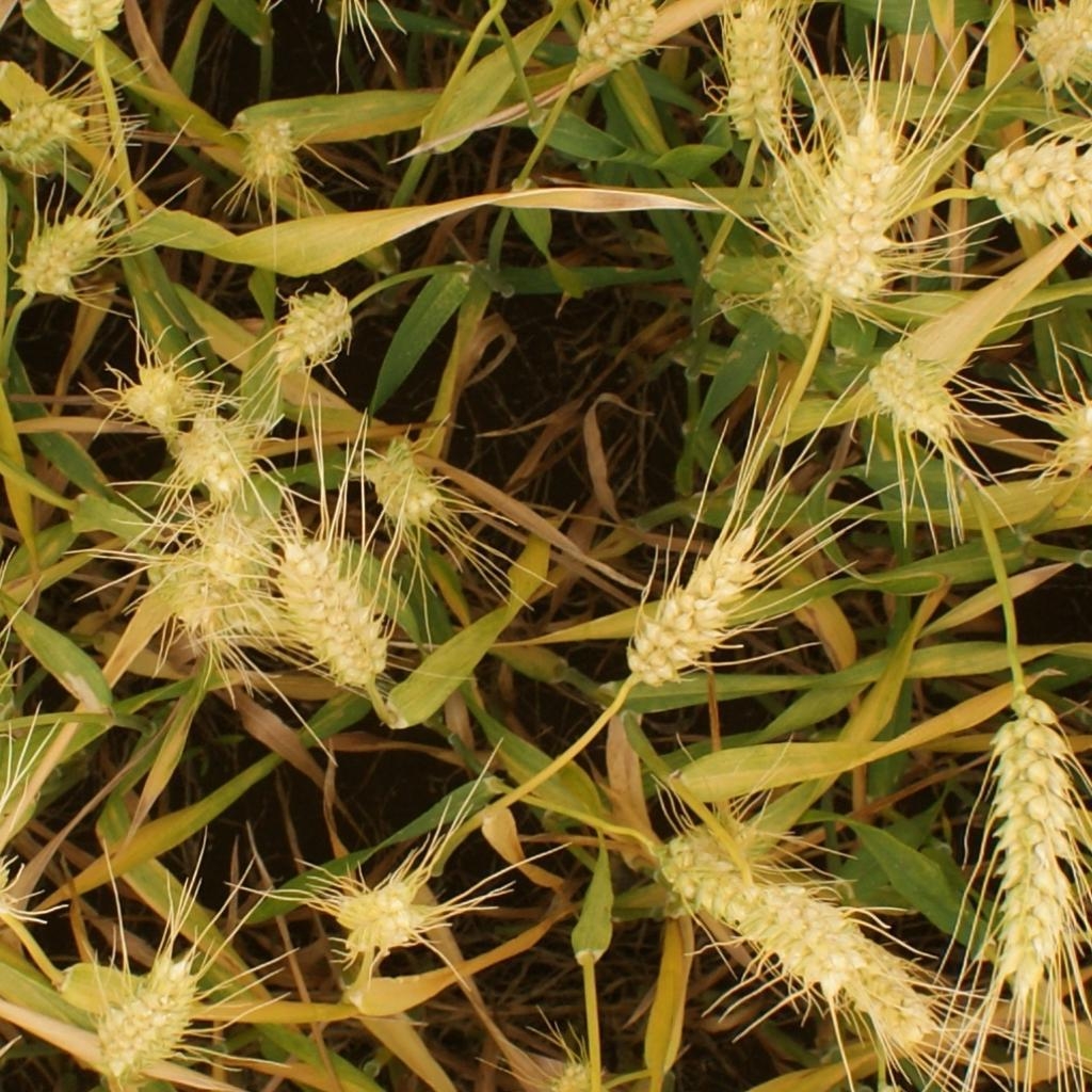 Gwhd2021 Wmbp Object Detection Dataset By Roboflow 20 Vl