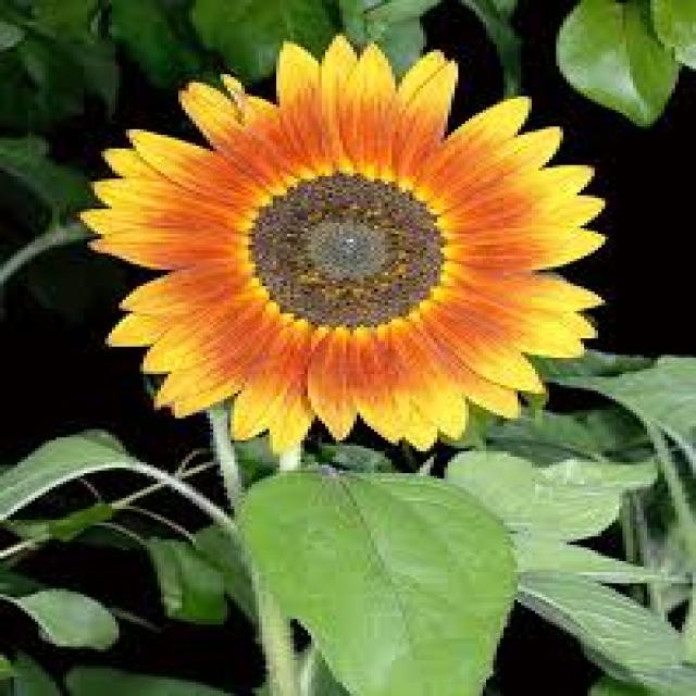 Sunflower Object Detection Dataset by ProjectSunflower