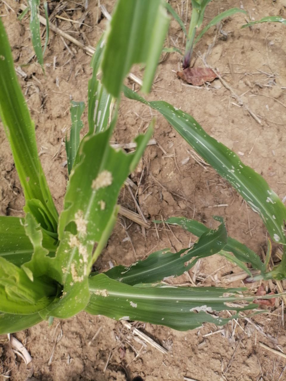 FAW-signs-dl Object Detection Model by INFAW3