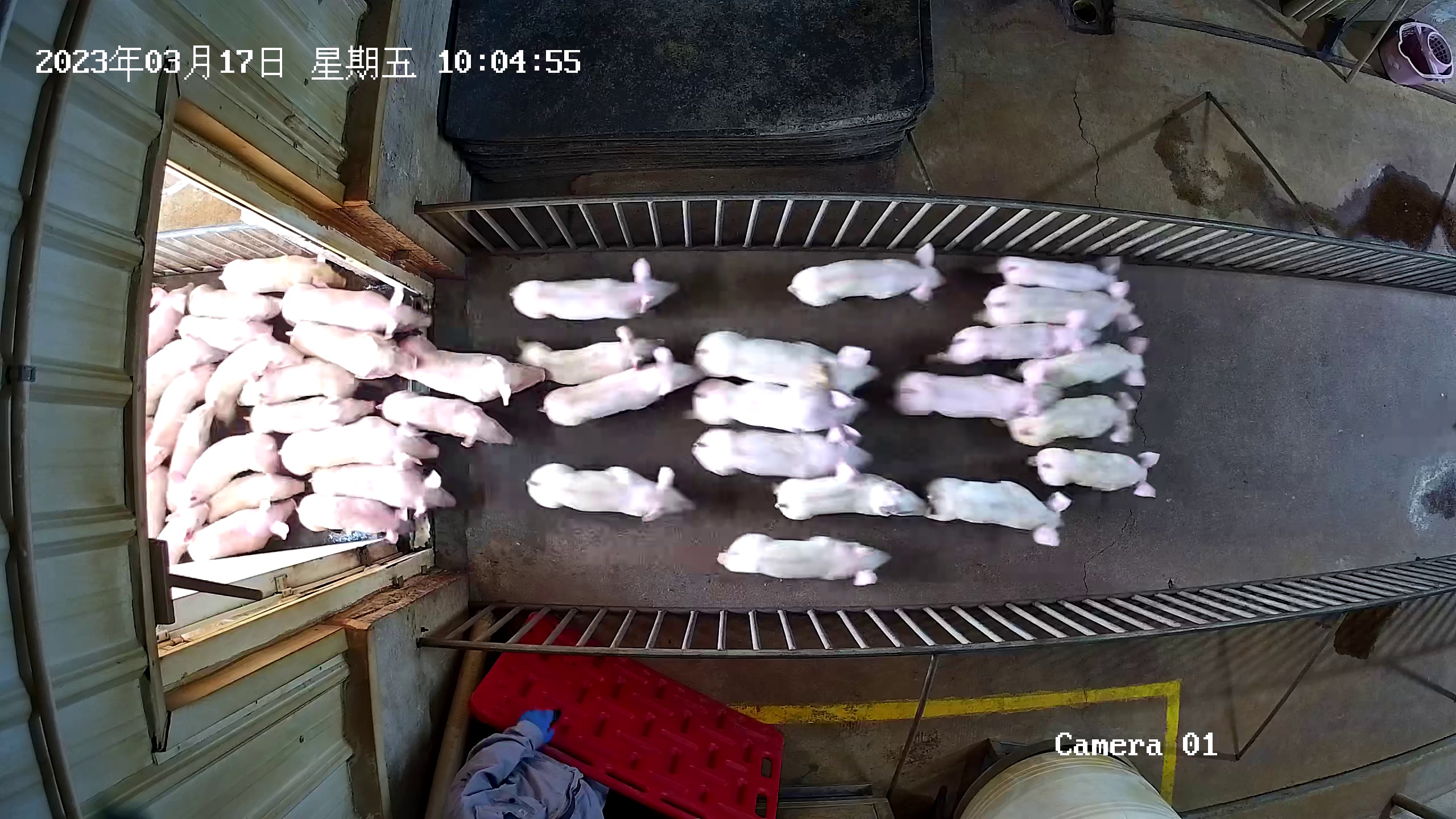 pig Object Detection Dataset by yunzhao jiang