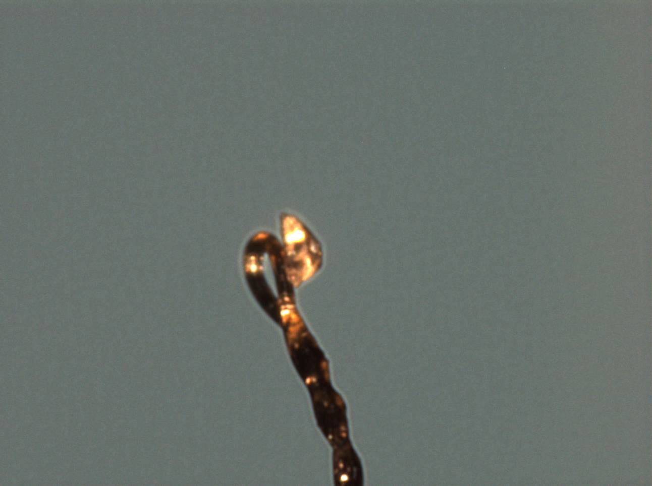 nehs - Roboflow Universe