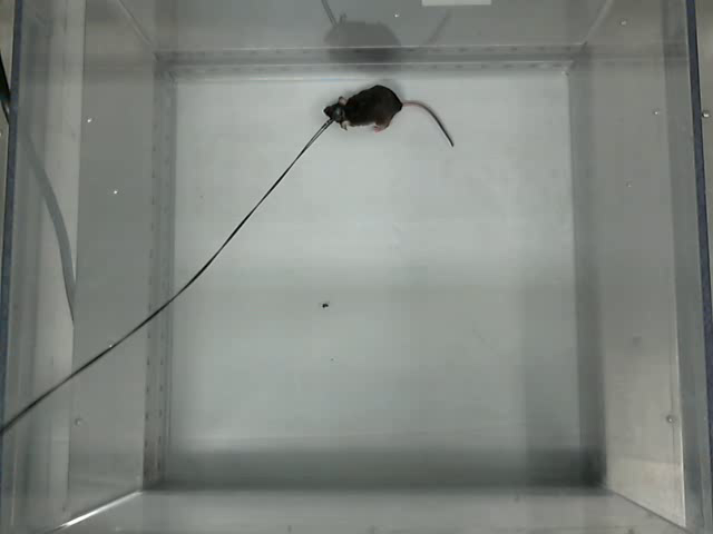 rodent test Object Detection Dataset and Pre-Trained Model by sh