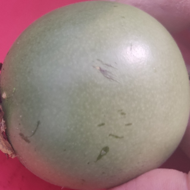 Detect And Classify 2 Single Label Classification Classification