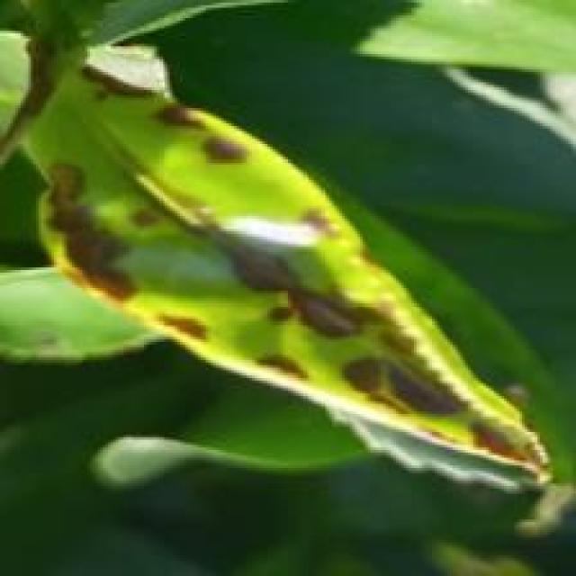 Tea Diseases Object Detection Model By Sliit
