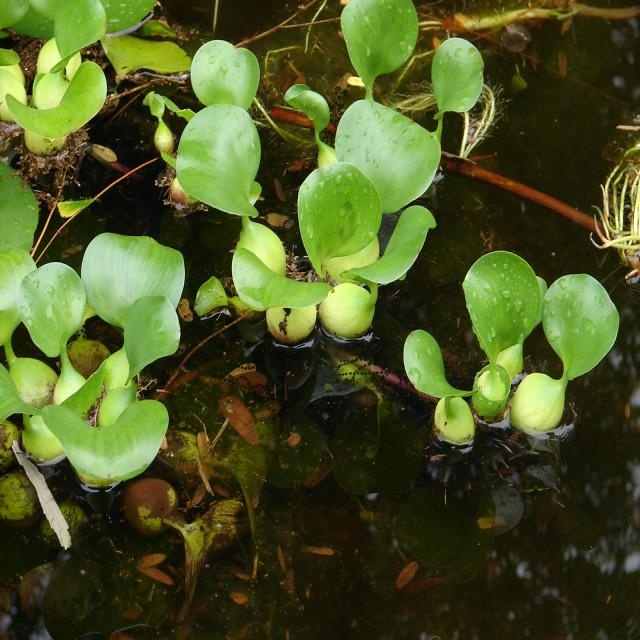 Hyacinth Object Detection Model Object Detection Dataset And Pre Trained Model By Hyacinth