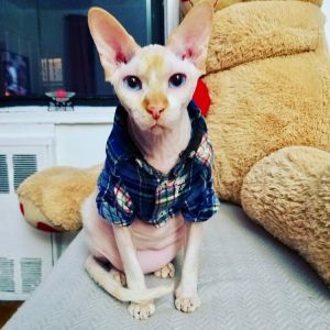 Cat Breeds Object Detection Model by AI Project