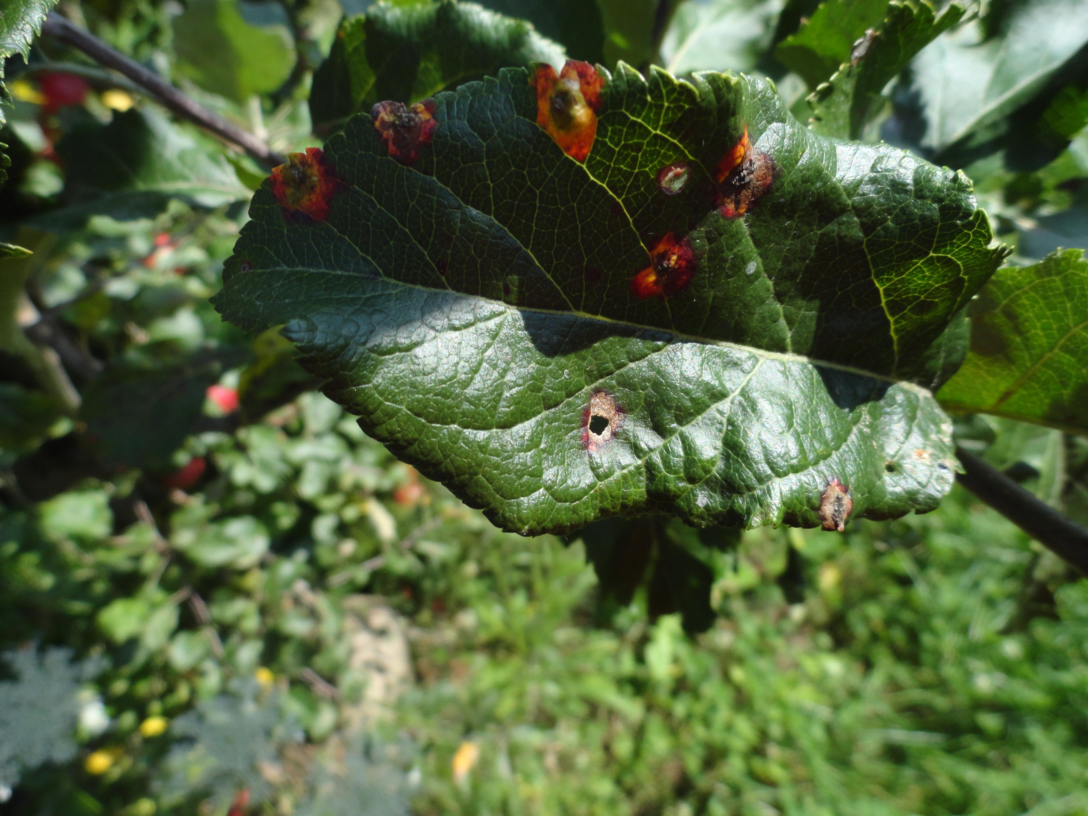 Plant Diseases Detection System Object Detection Model By Zhuwujibingjiance