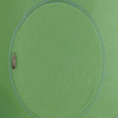 Project Purposes BSF - Roboflow Universe