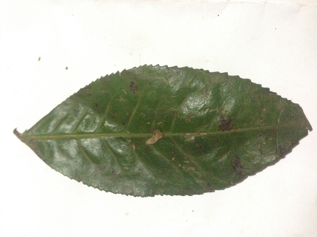 tea leaf Object Detection Dataset by University