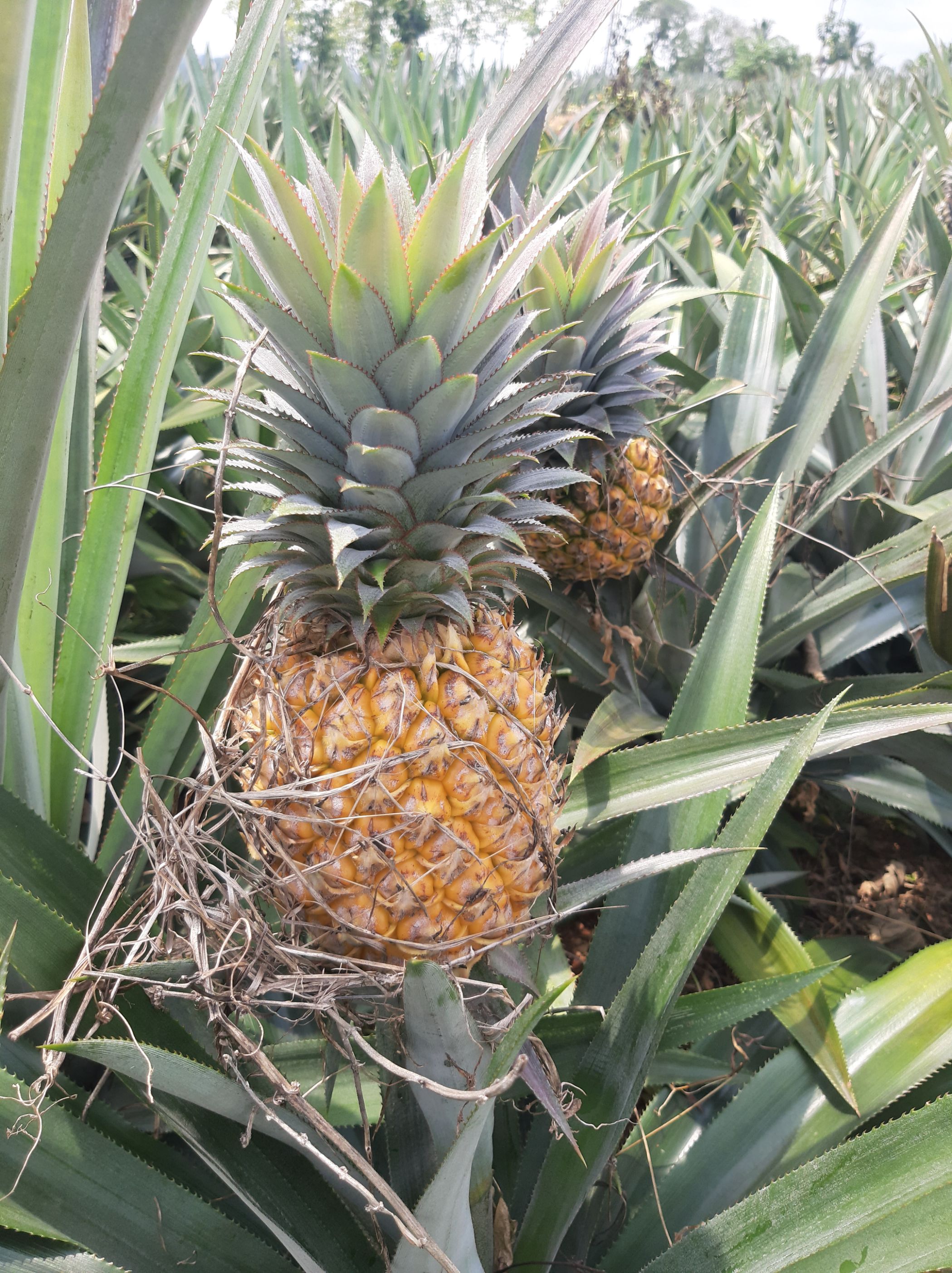 kematangan Nanas V2 Object Detection Dataset and Pre-Trained Model by Denis