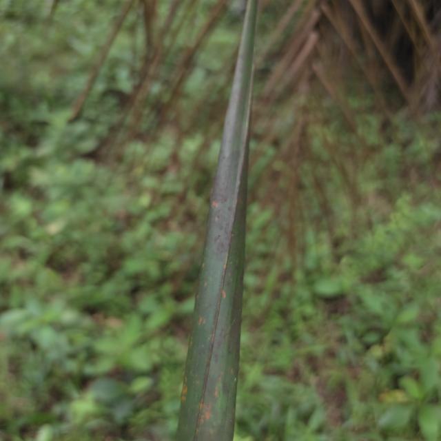 Leaf Nutrient Detection Dataset And Pre Trained Model By Palm Oil Leaf Nutrient Detection