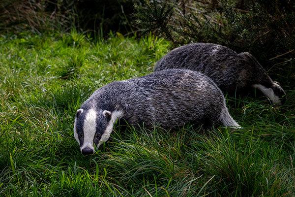 BADGER Object Detection Dataset by Animals 3