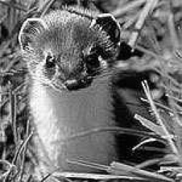 WEASEL Object Detection Dataset by Animals 3