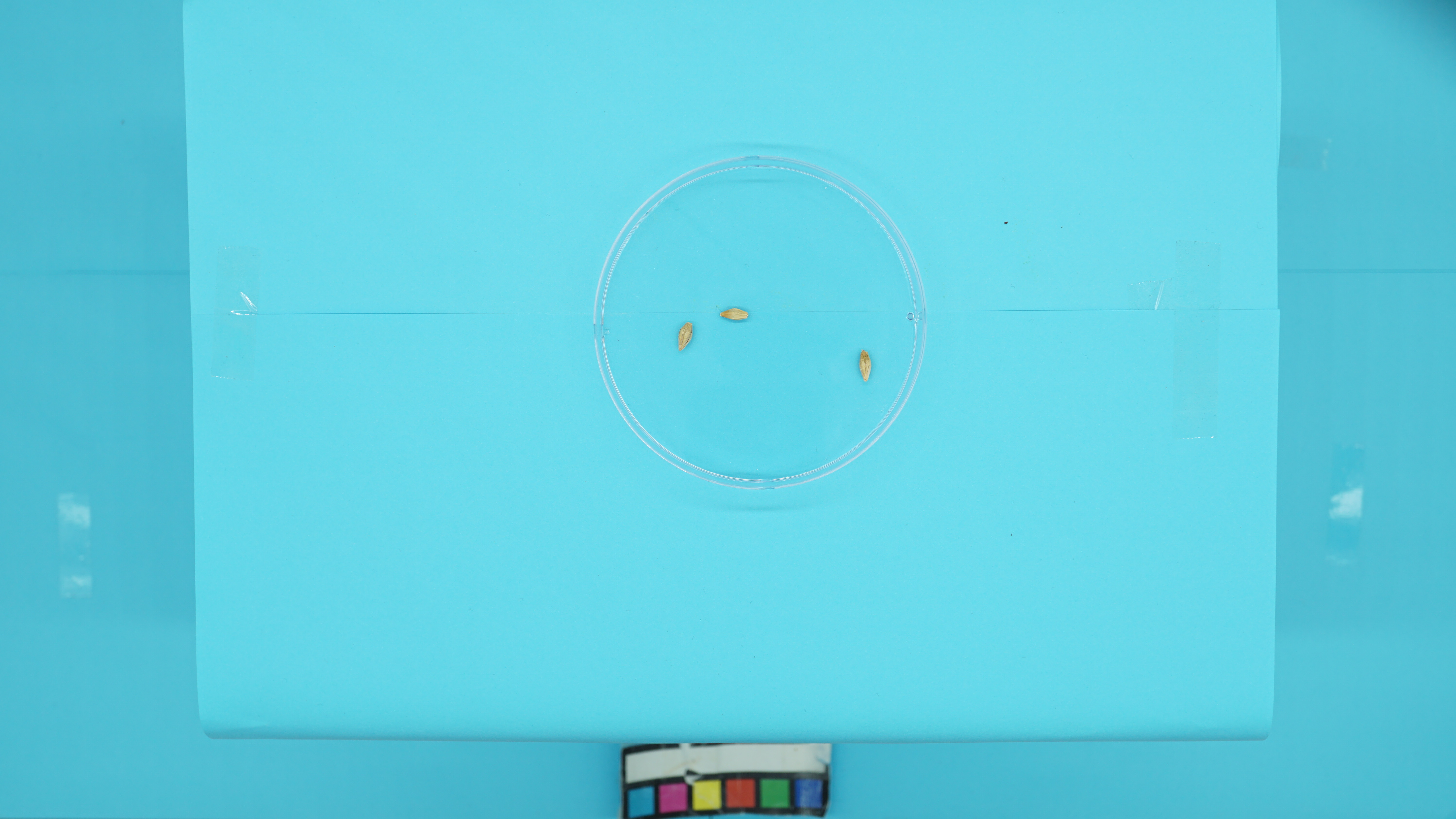 How to Use the Soybean Object Detection API