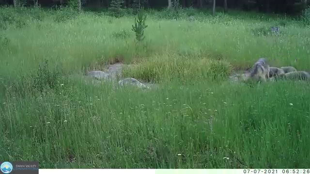 animal_detection Object Detection Dataset by trest