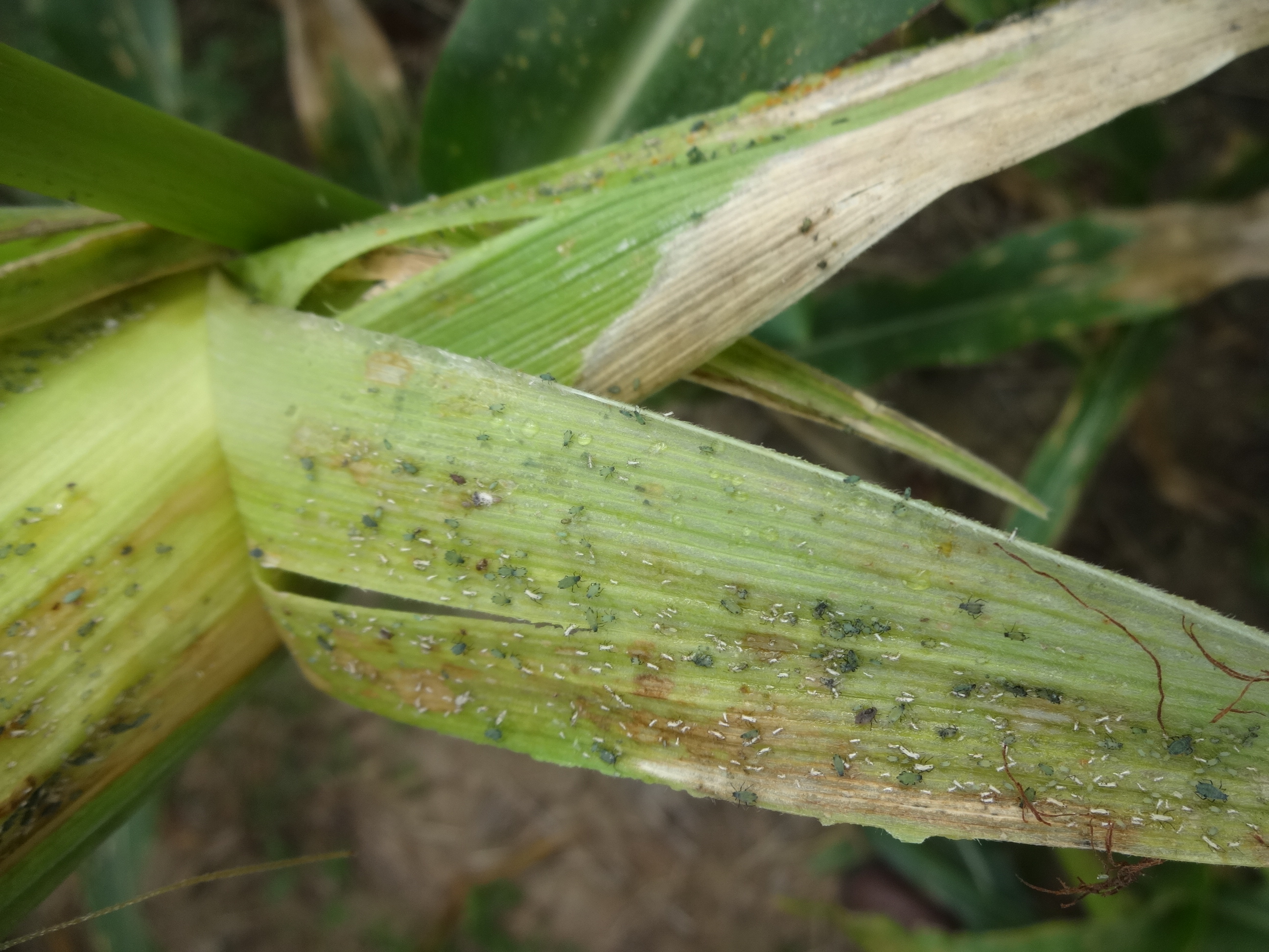 original without augmentation Object Detection Dataset and Pre-Trained Model by work