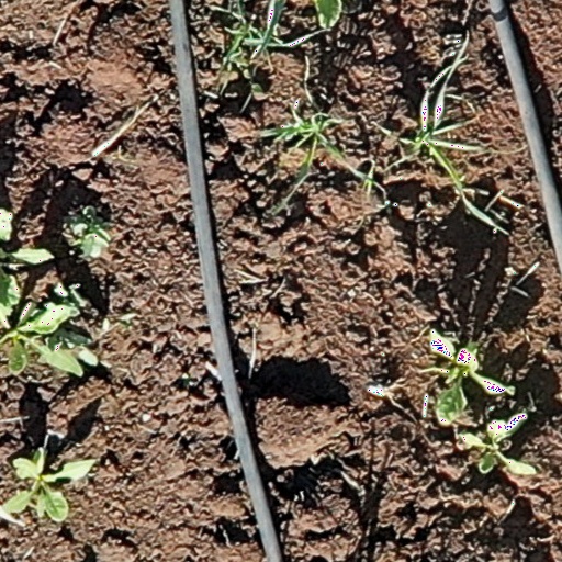 weed instance Semantic Segmentation Dataset by mohamed ARAME