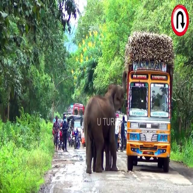 Elephant Object Detection Dataset by Wild EYE