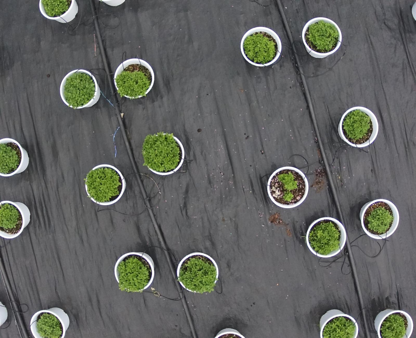 circle det Object Detection Model by school