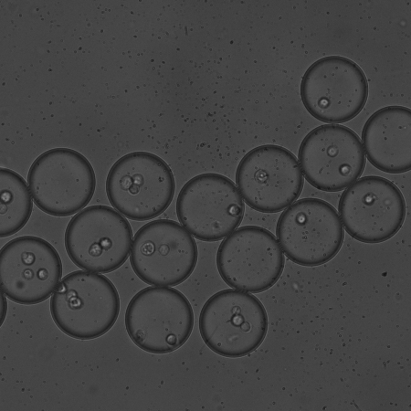 PC3DropletDetection2 Object Detection Model (v8, final_dataset) by Karl Gardner
