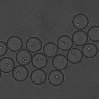 Karl Gardner (karl-gardner-kmk9u) - Roboflow Universe