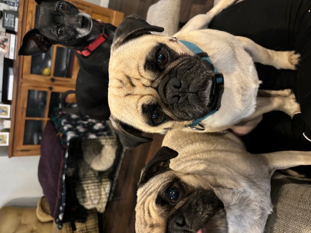 Yolo Lab II - Roboflow Universe