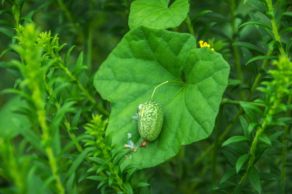 herbal Object Detection Dataset by Pau