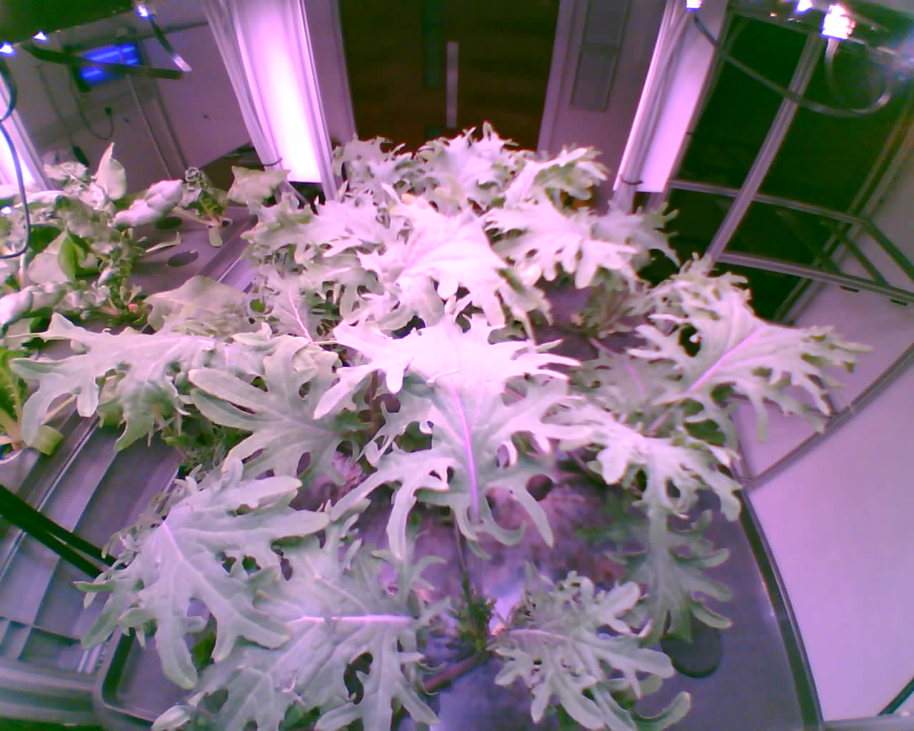 Vegetation segmentation - Roboflow Universe