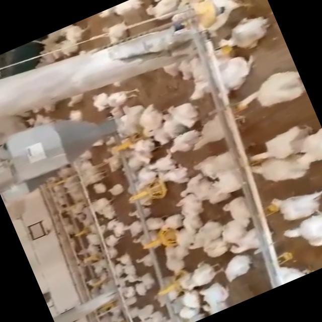 Chicken Counter 3 Object Detection Model by Bioset