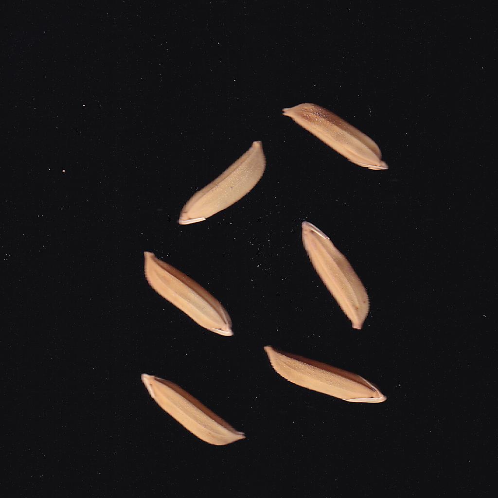 Paddy Dataset Instance Segmentation Dataset By King Mongkuts Institute