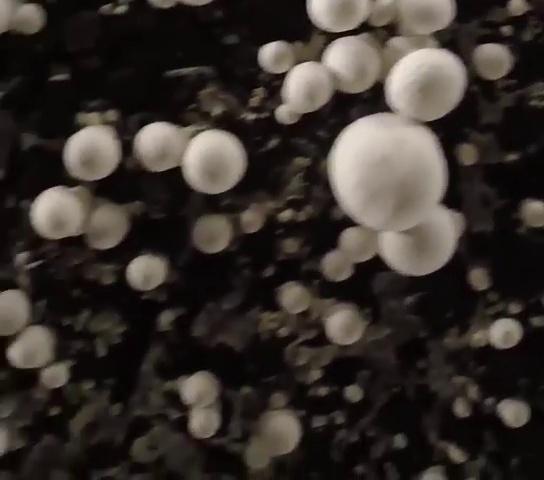 Mushroom Picking Big Image Object Detection Dataset By Fruity